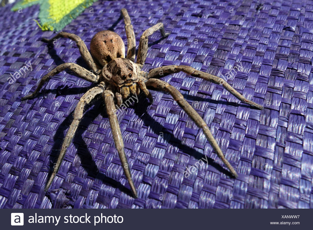 Wolfsspinne High Resolution Stock Photography and Images - Alamy