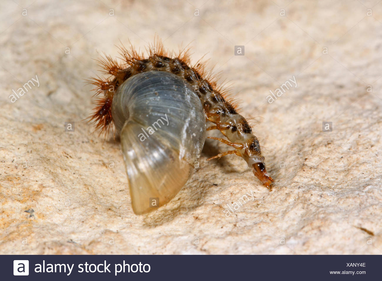 Larva Shell High Resolution Stock Photography and Images - Alamy