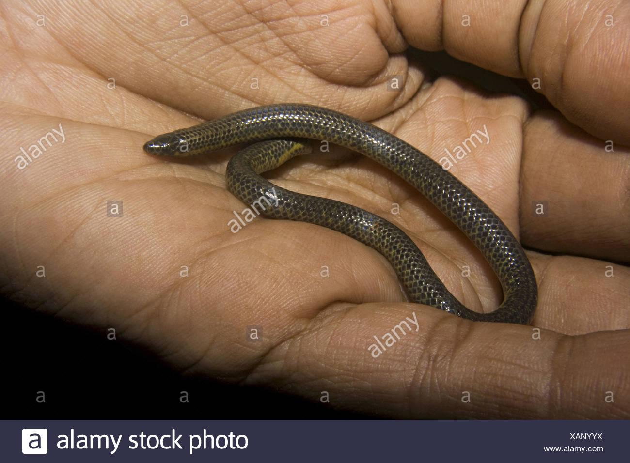 Kerala Poisonous Snake Stock Photos & Kerala Poisonous Snake Stock ...