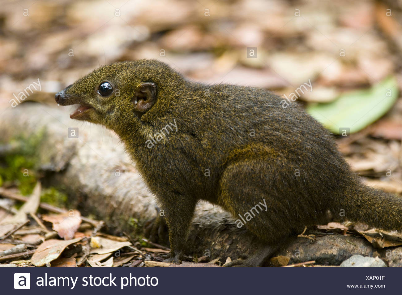 Treeshrew Stock Photos & Treeshrew Stock Images - Alamy