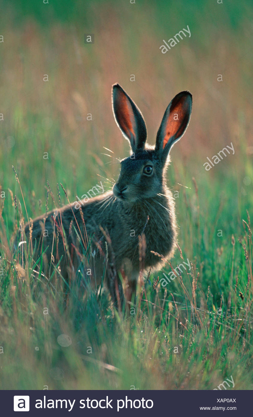 Hare Back High Resolution Stock Photography and Images - Alamy