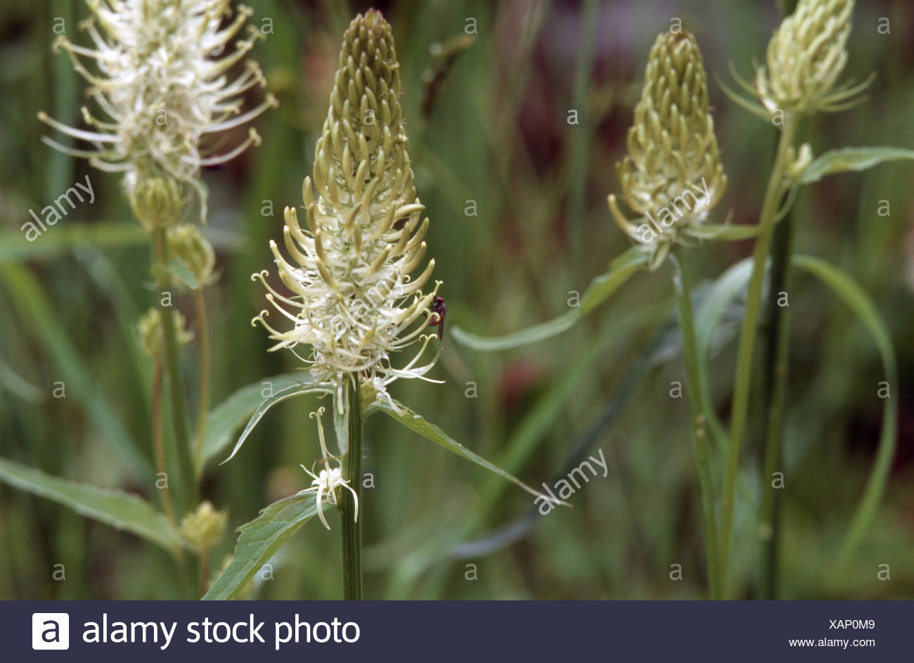 Rampions High Resolution Stock Photography and Images - Alamy
