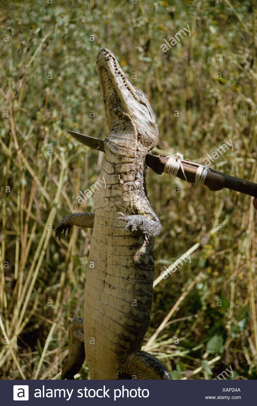 Dead Caiman High Resolution Stock Photography and Images - Alamy