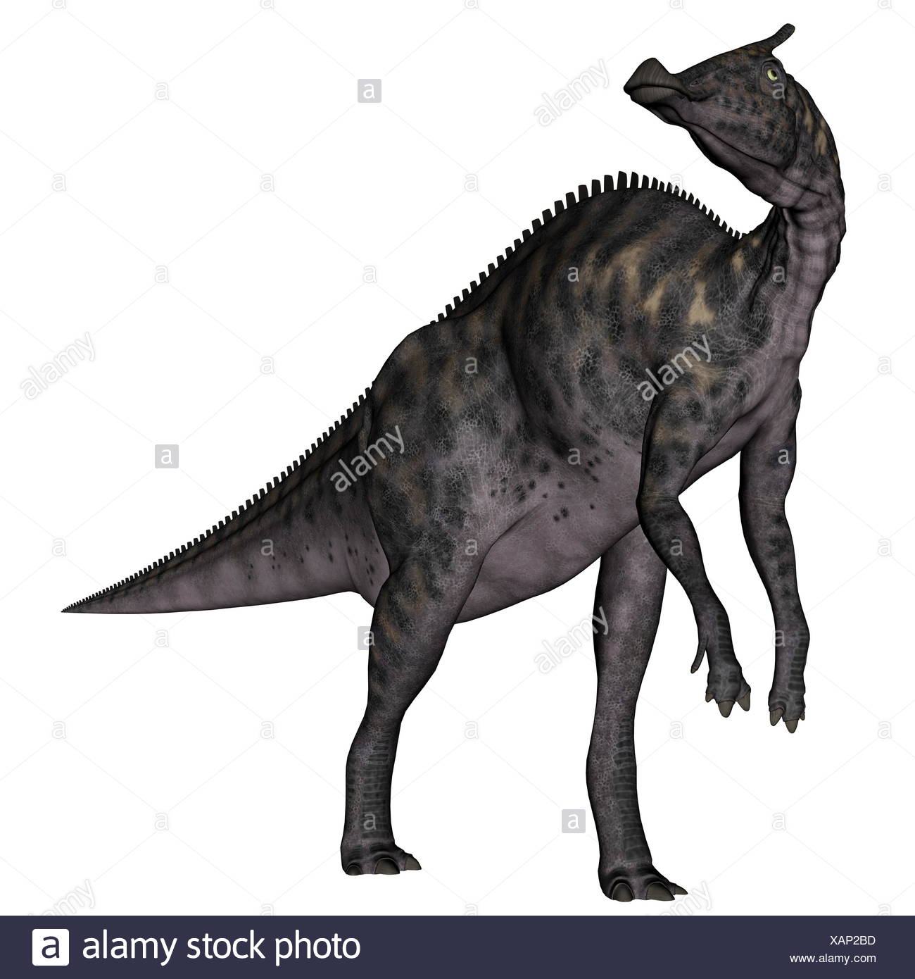 Saurolophus Stock Photos & Saurolophus Stock Images - Alamy