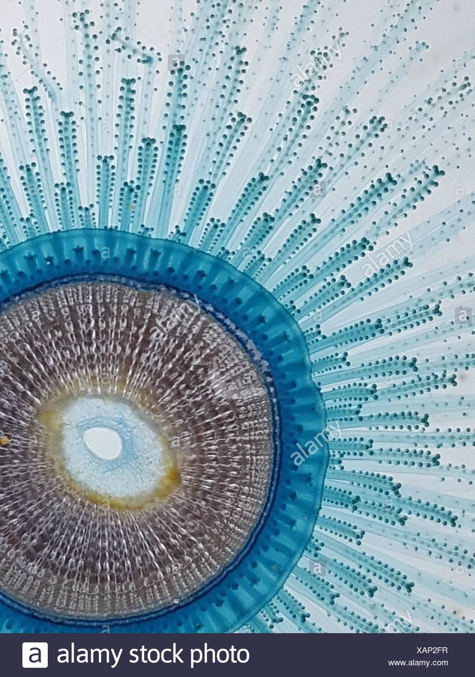 Blue Button Jellyfish High Resolution Stock Photography and Images - Alamy