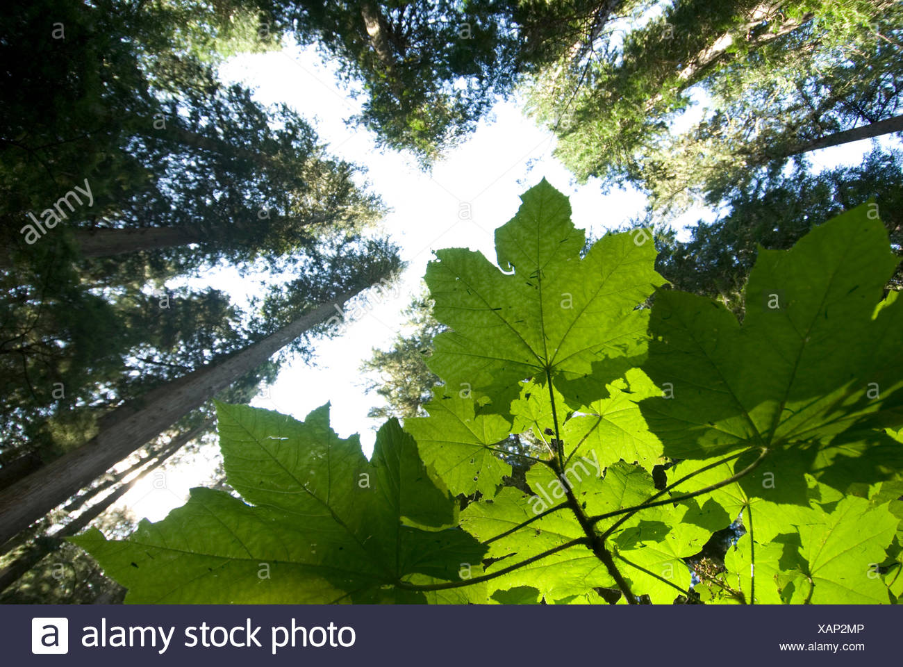 Forest Canopy High Resolution Stock Photography and Images - Alamy