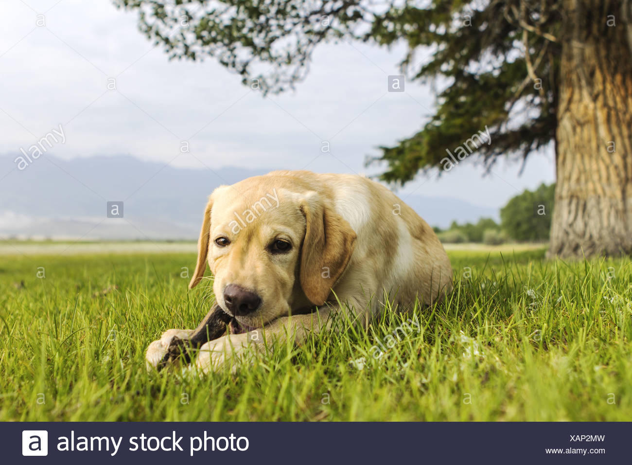 Altai Dog High Resolution Stock Photography and Images - Alamy