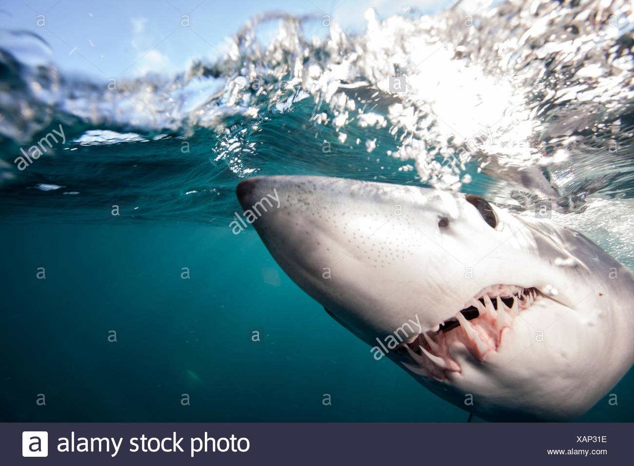 Mako Shark Teeth High Resolution Stock Photography and Images - Alamy
