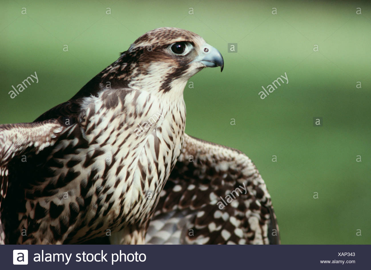Prairie Falcon Falco Mexicanus High Resolution Stock Photography and ...