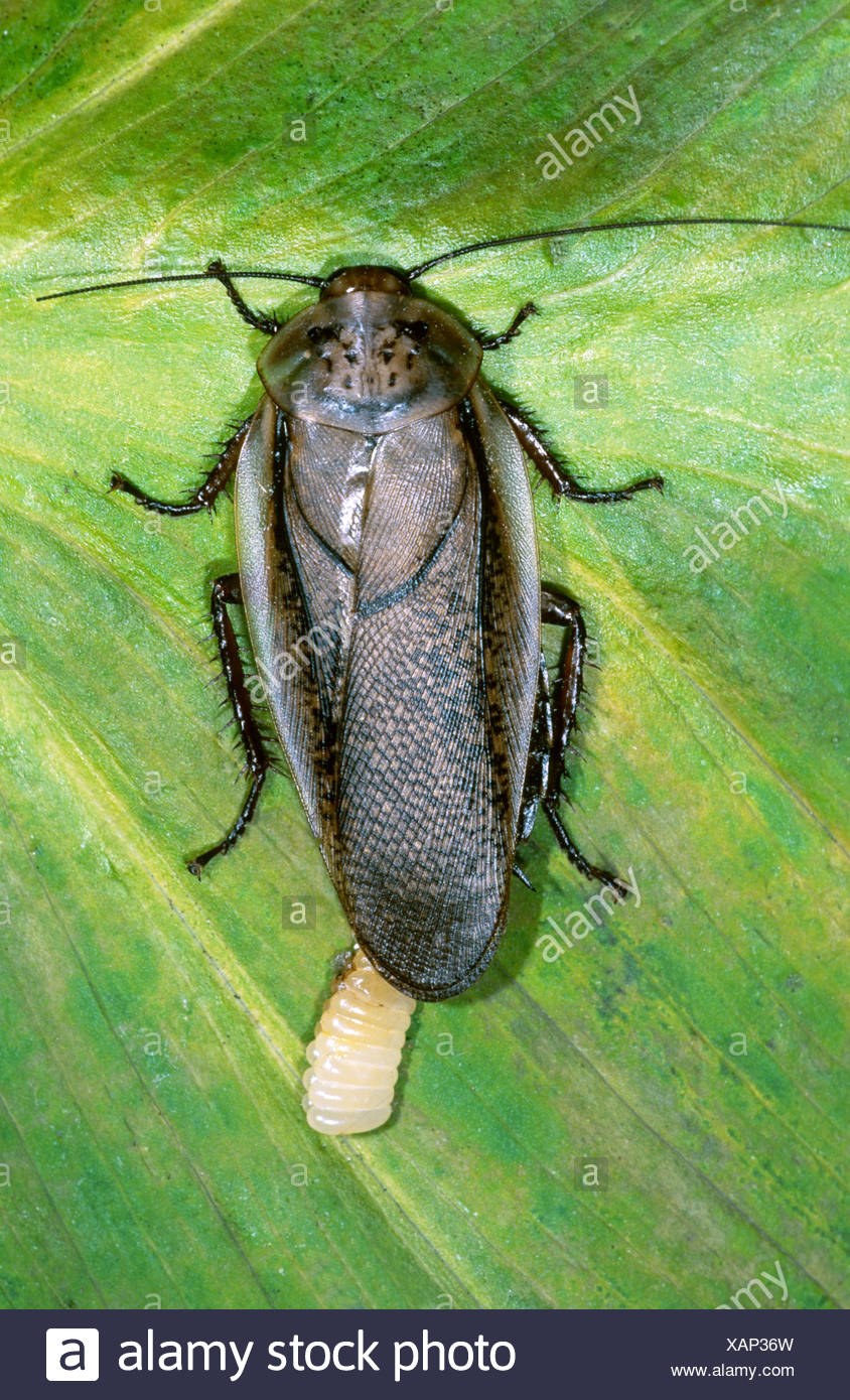 Blaberus Stock Photos & Blaberus Stock Images - Alamy