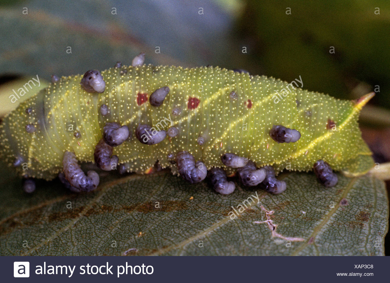 Poplar Hawkmoth Caterpillar High Resolution Stock Photography and ...