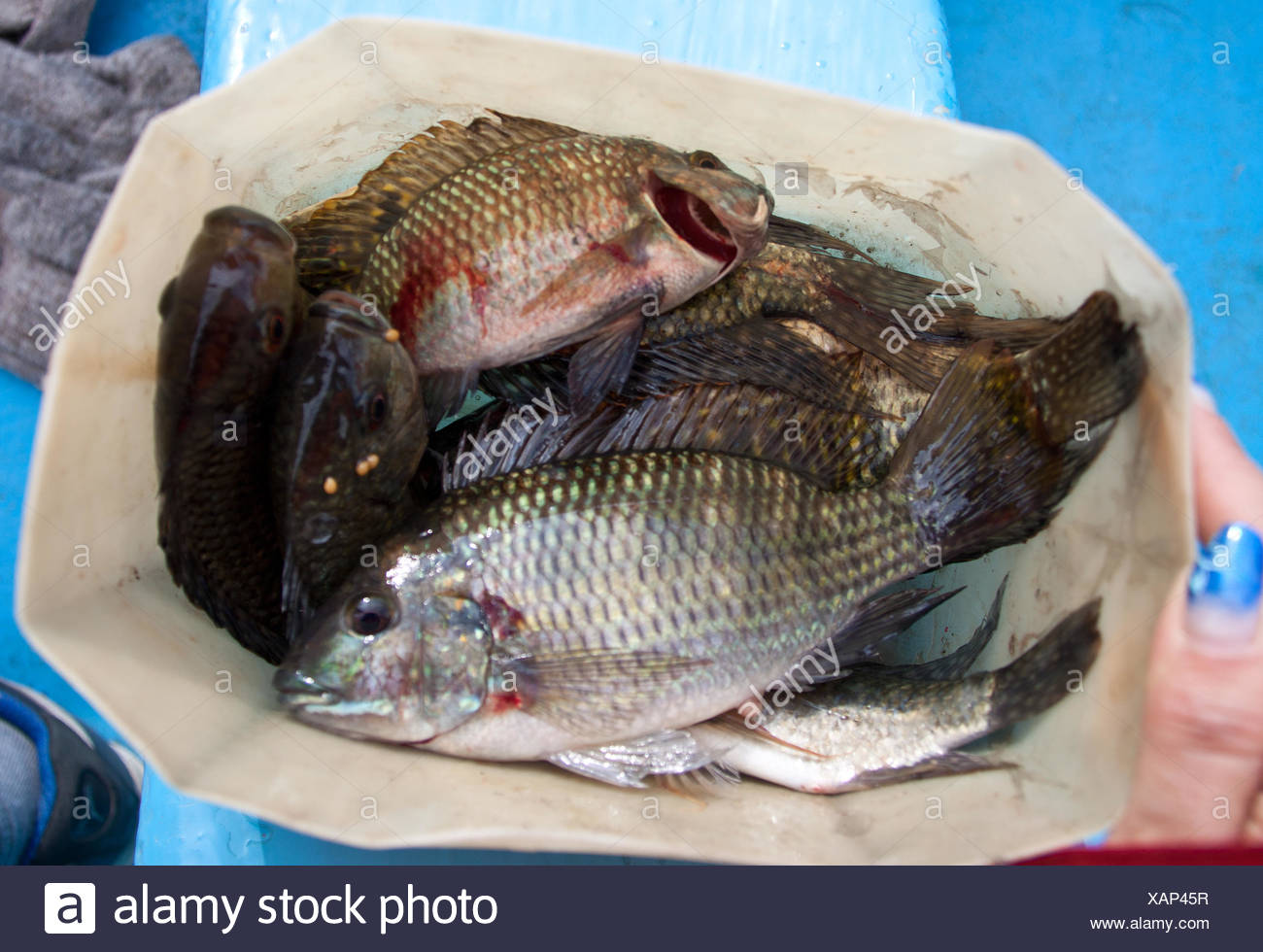 Catched High Resolution Stock Photography and Images - Alamy