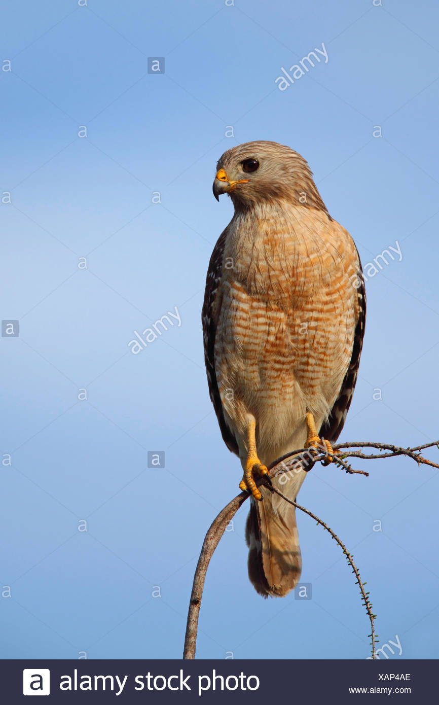 Big Hawk High Resolution Stock Photography and Images - Alamy