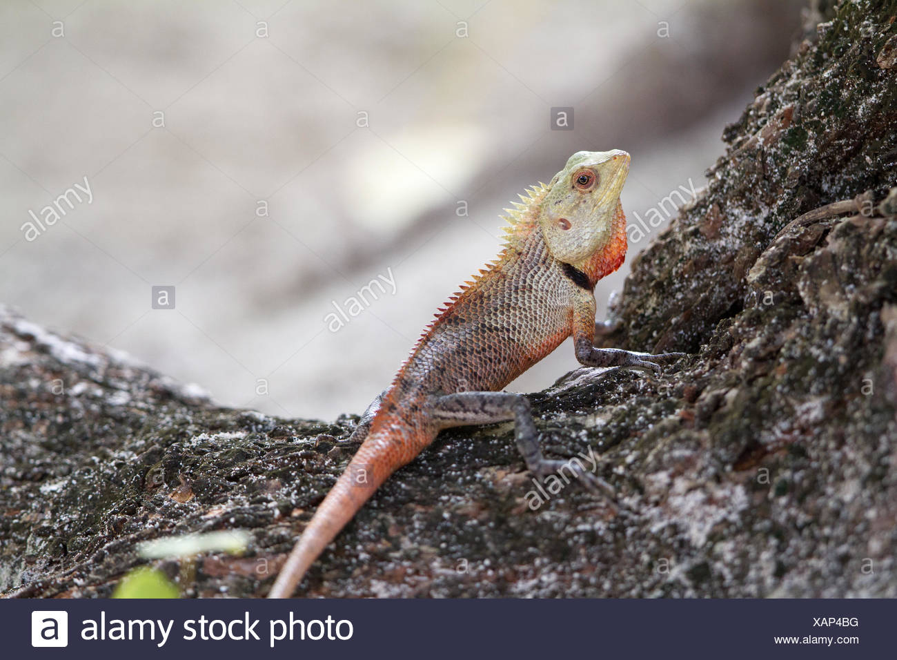 Indian Garden Lizard High Resolution Stock Photography and Images - Alamy