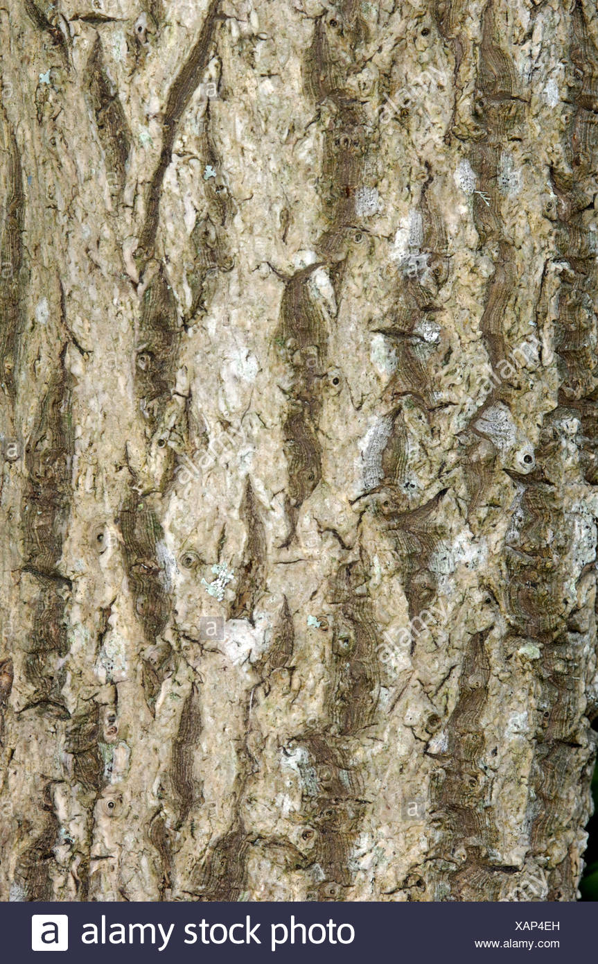 Cabbage Bark High Resolution Stock Photography and Images - Alamy