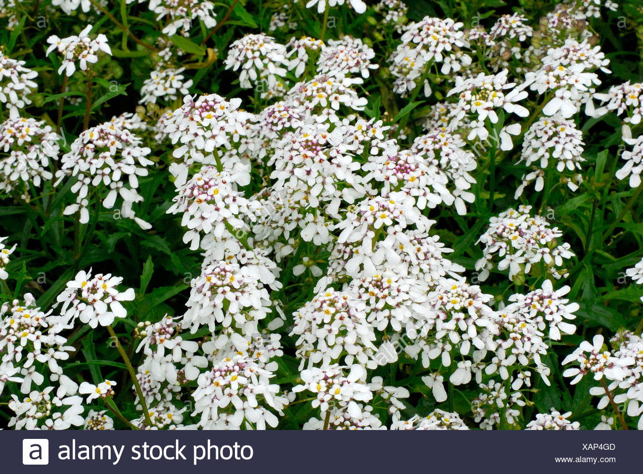 Annual Candytuft High Resolution Stock Photography and Images - Alamy