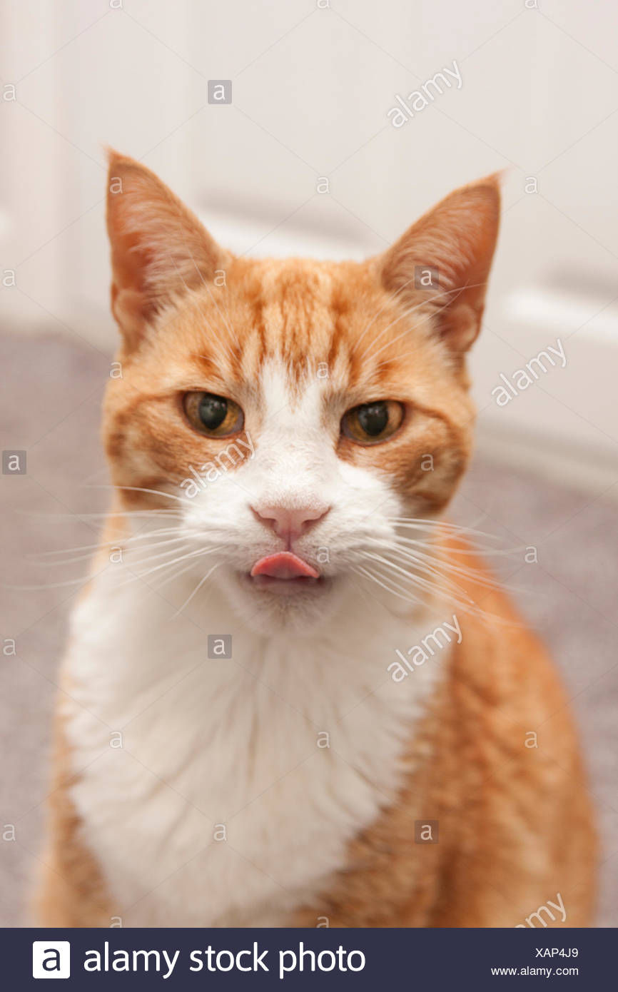 Portrait Ginger White Tom Cat High Resolution Stock Photography and ...