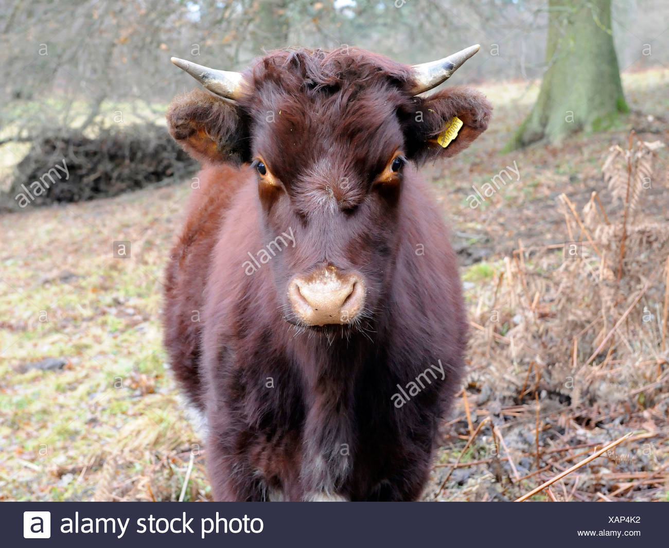Docile High Resolution Stock Photography and Images - Alamy