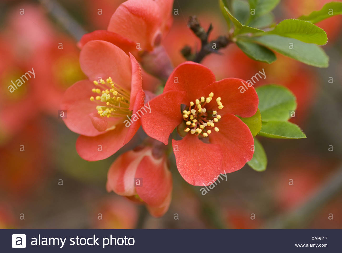 Maules Quince Chaenomeles Japonica High Resolution Stock Photography ...