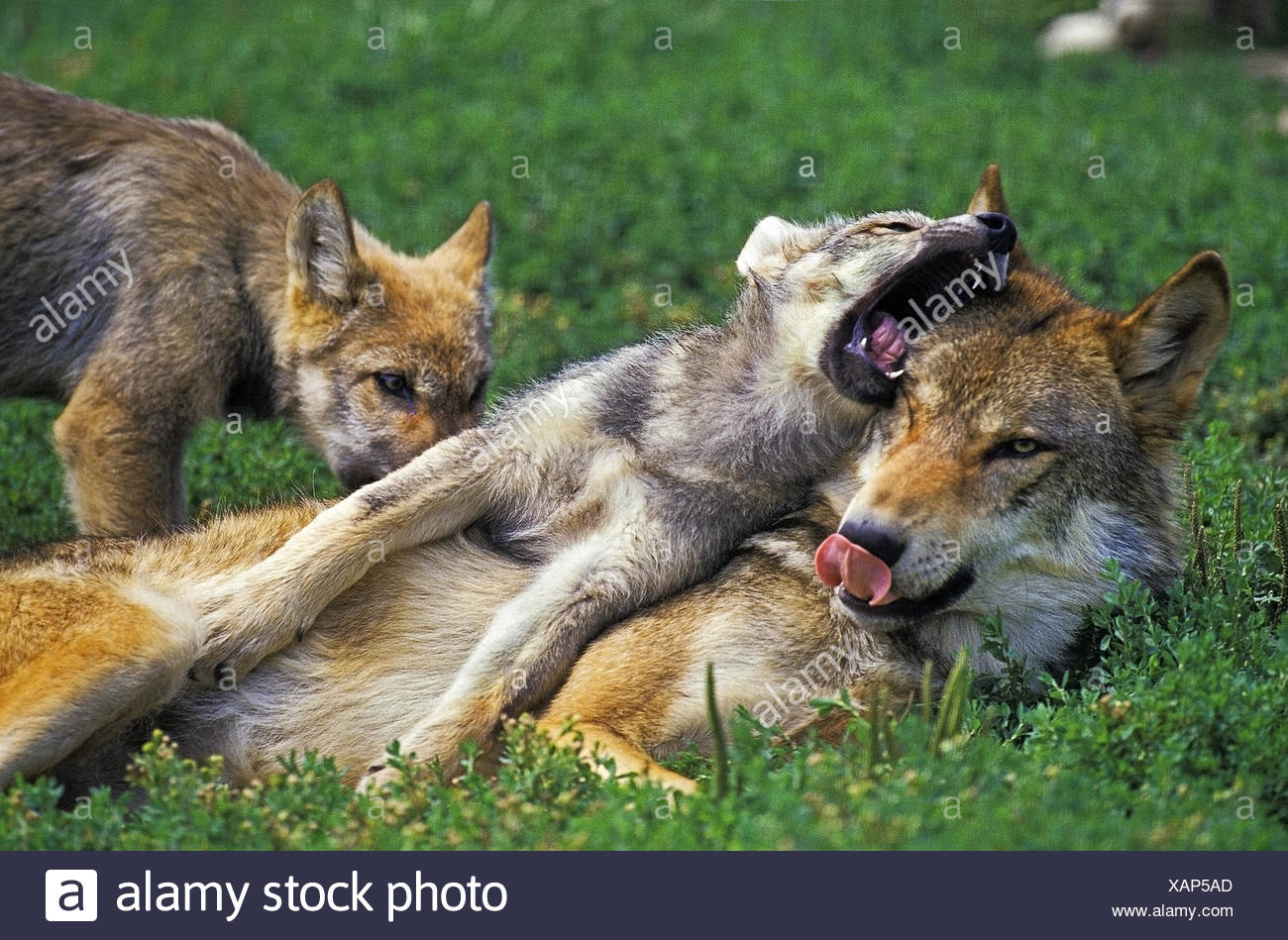 Wolf Laying Down High Resolution Stock Photography and Images - Alamy
