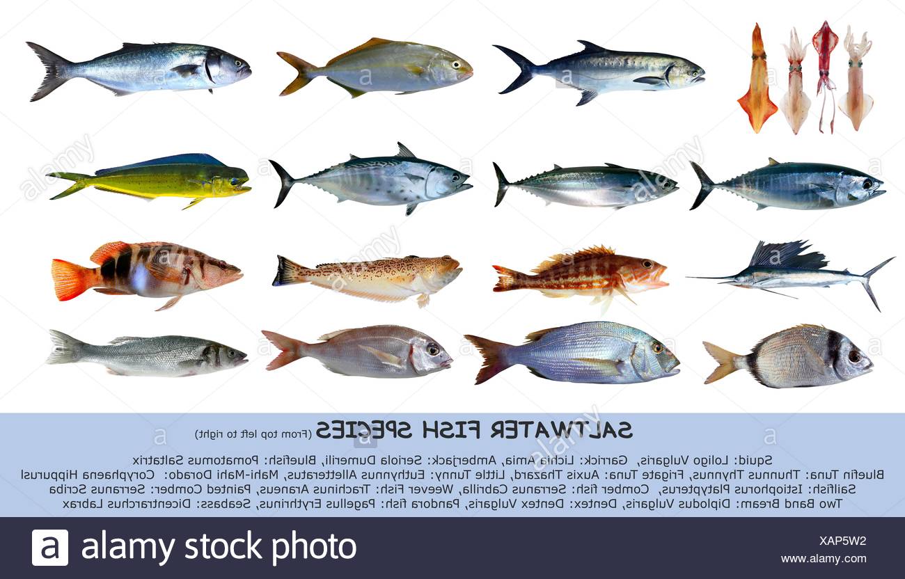 Little Marlin High Resolution Stock Photography and Images - Alamy