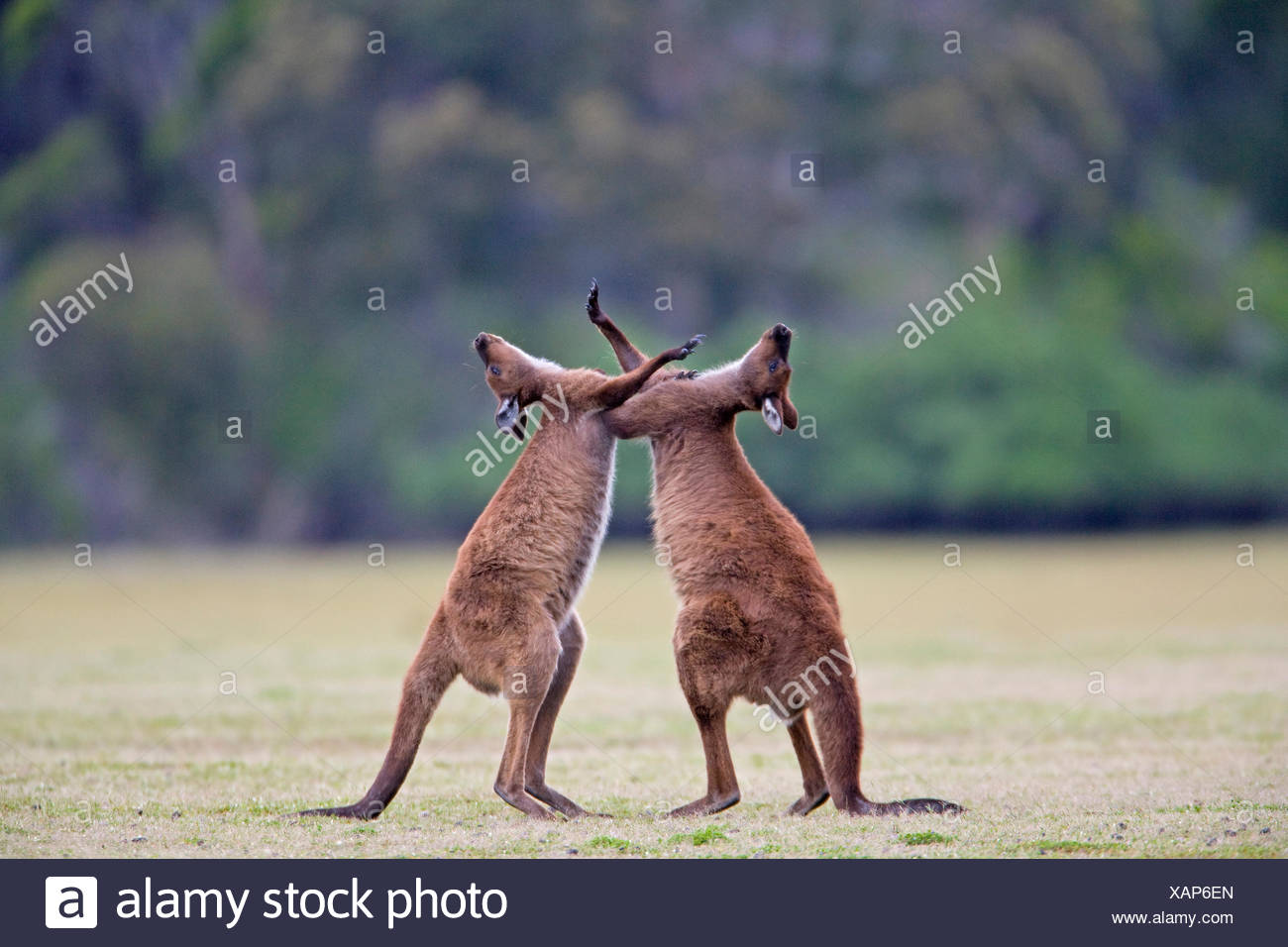 Aggressive Kangaroo Stock Photos & Aggressive Kangaroo Stock Images - Alamy