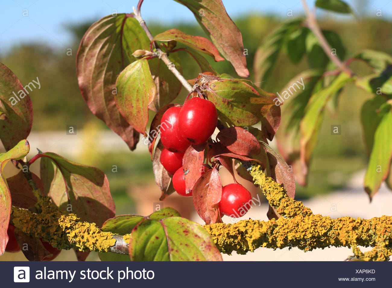 Cornel Cherry Tree High Resolution Stock Photography and Images - Alamy