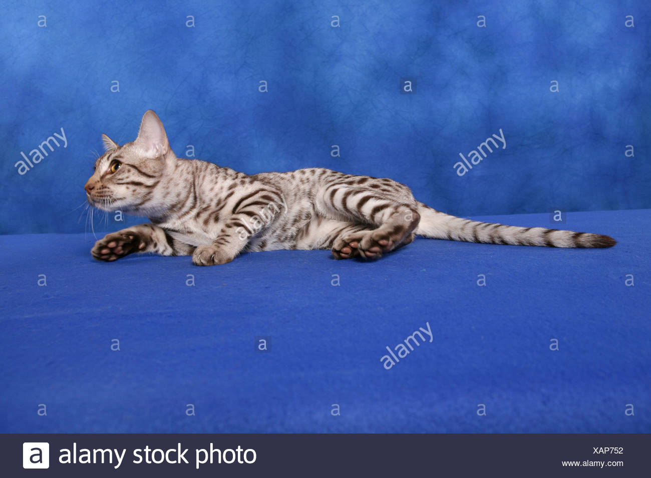 Ocicat Grey High Resolution Stock Photography and Images - Alamy