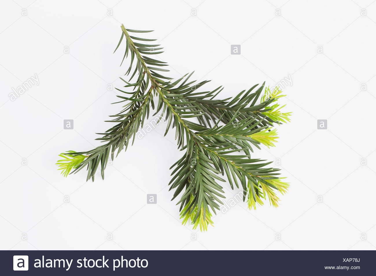 Yew High Resolution Stock Photography and Images - Alamy