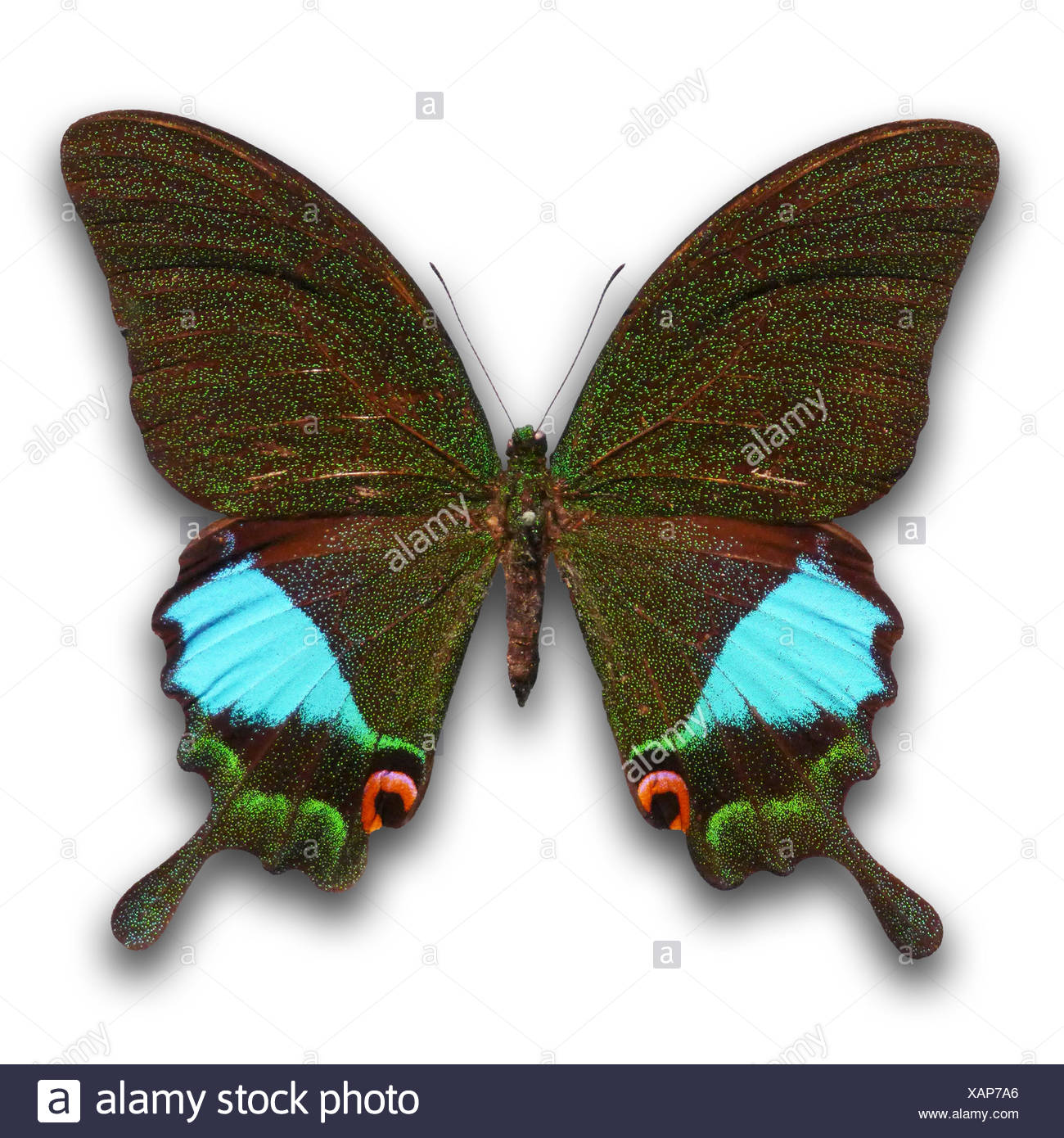 Butterfly Cutout High Resolution Stock Photography and Images - Alamy