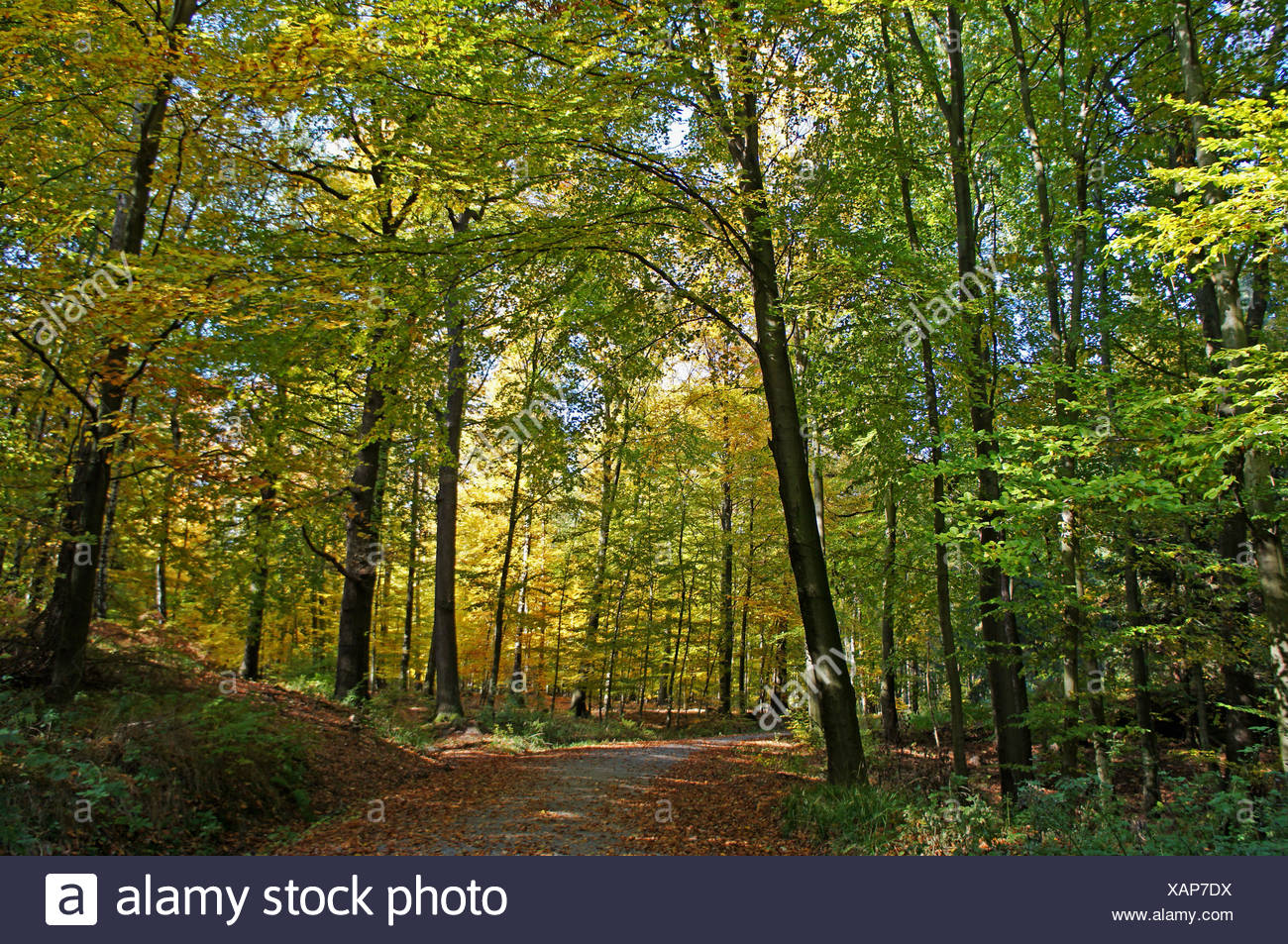 Laubwald Im Herbst Stock Photos & Laubwald Im Herbst Stock Images - Alamy