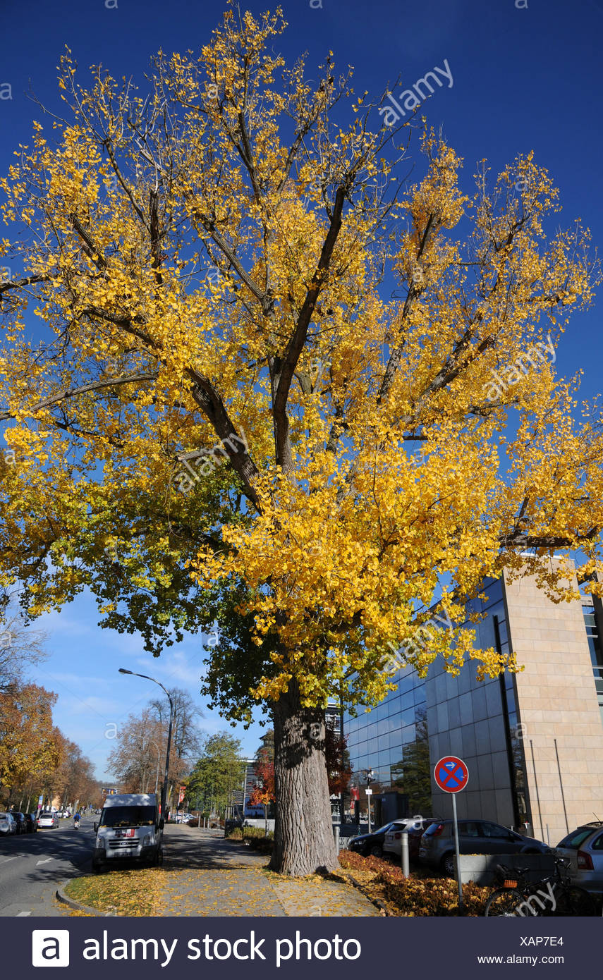 Populus X Canadensis Leaves High Resolution Stock Photography and ...