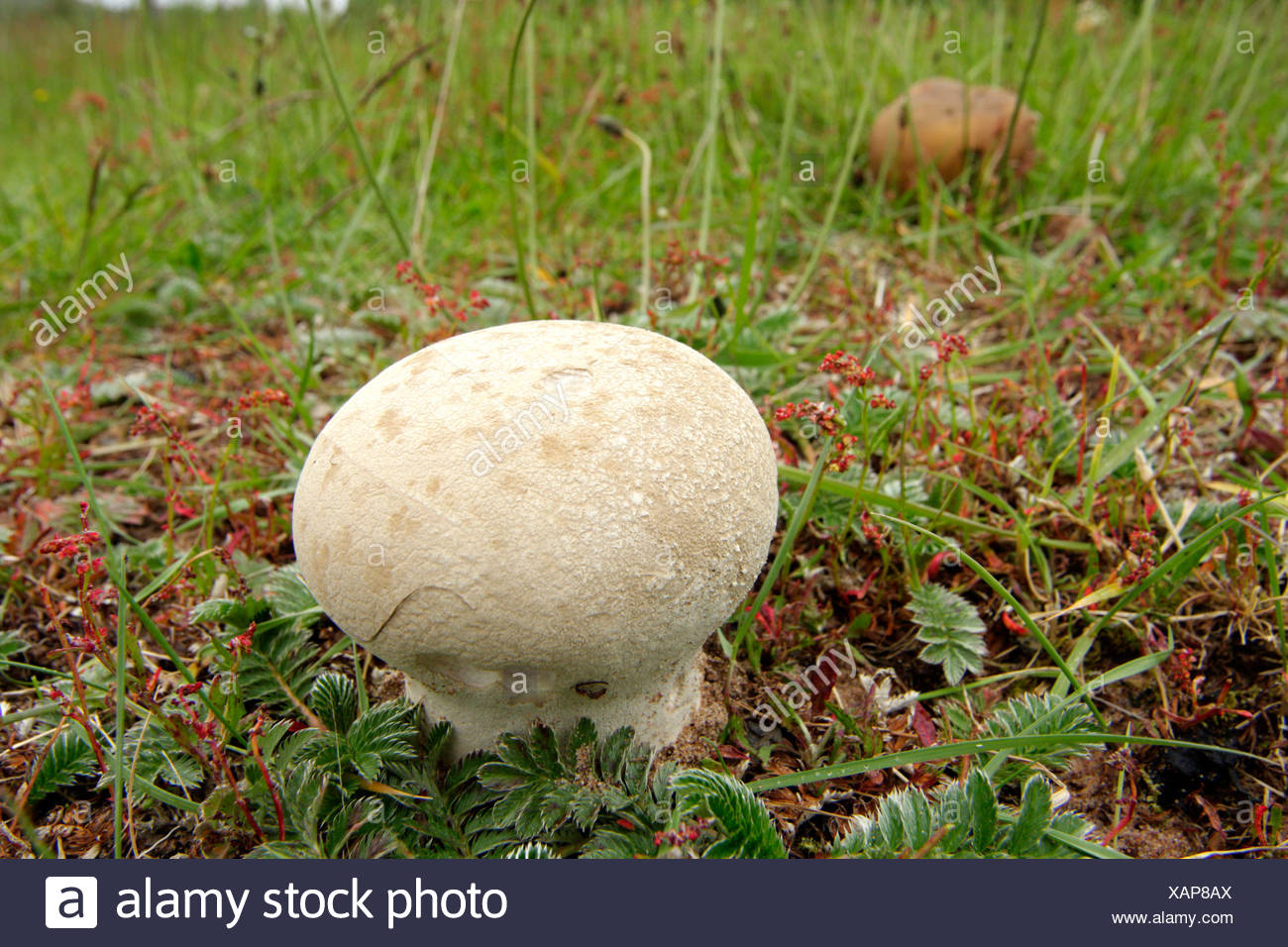 Puffball Fungus High Resolution Stock Photography and Images - Alamy