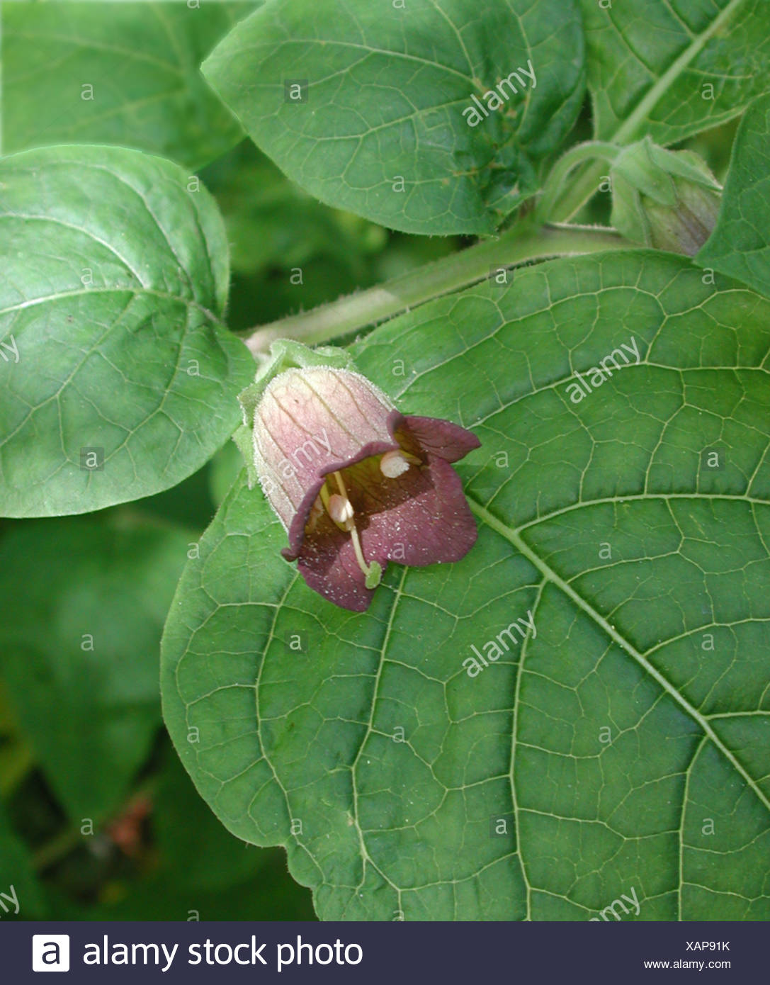Deadly Nightshade Bella Donna Stock Photos & Deadly Nightshade Bella ...