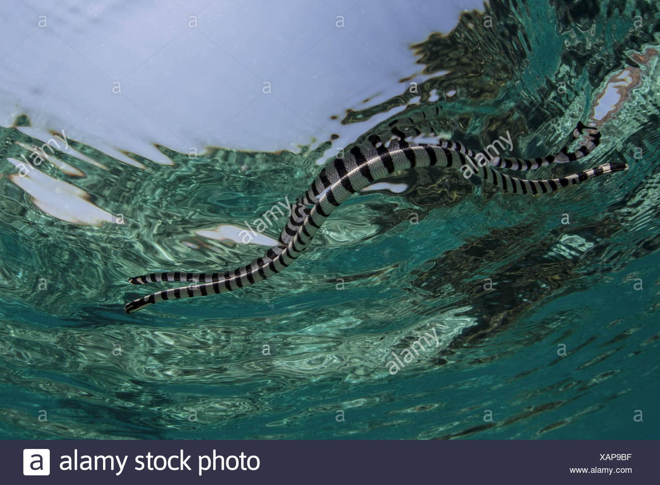 Yellow Banded Sea Snake High Resolution Stock Photography and Images ...