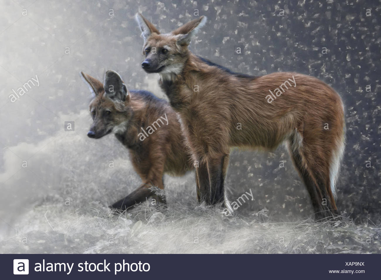 Brazil Maned Wolf High Resolution Stock Photography and Images - Alamy