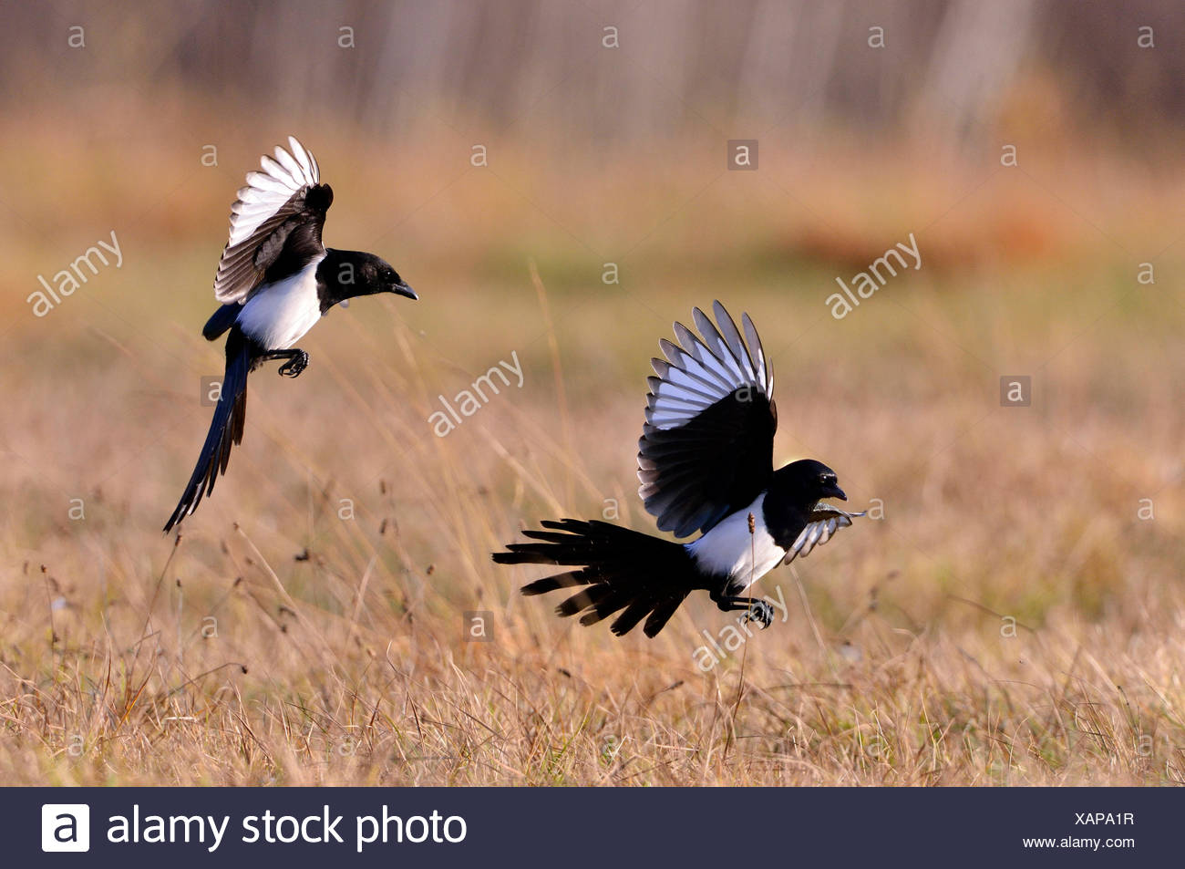 Two Magpies High Resolution Stock Photography and Images - Alamy