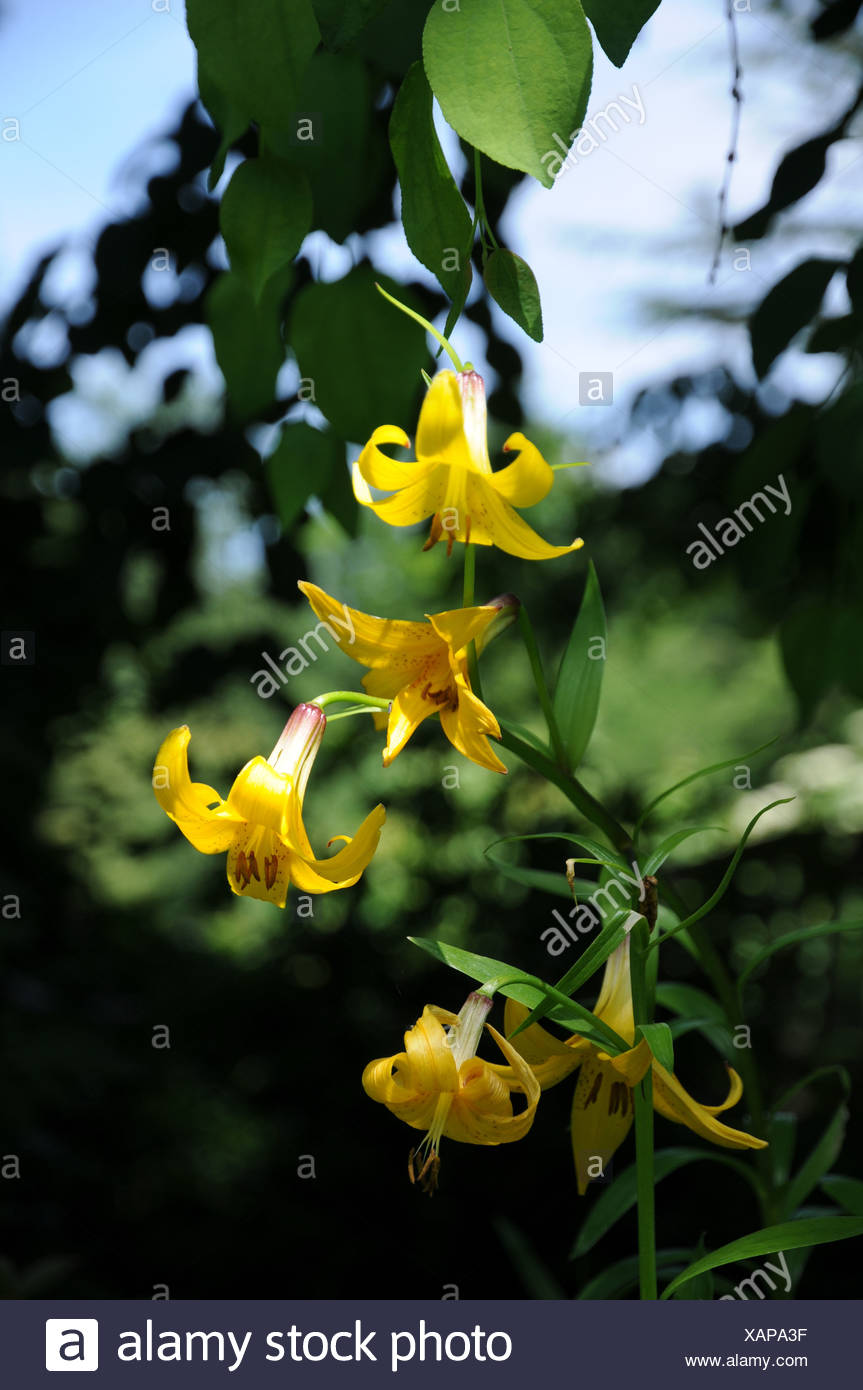 Russian Lily High Resolution Stock Photography and Images - Alamy