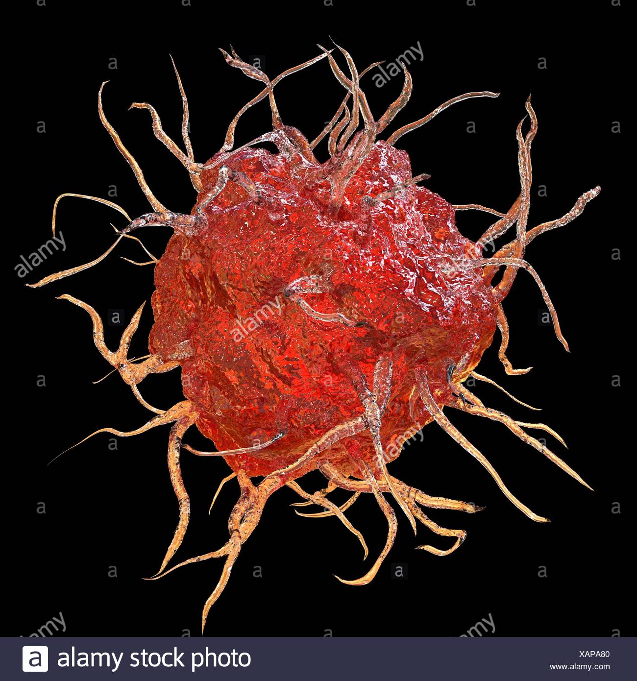 Dendritic Cell Stock Photos & Dendritic Cell Stock Images - Alamy