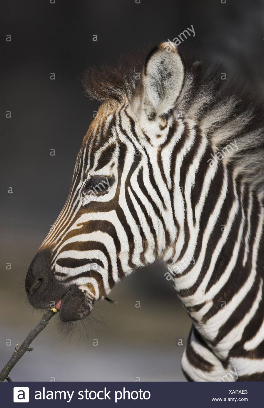 Zebra With Foal High Resolution Stock Photography and Images - Alamy
