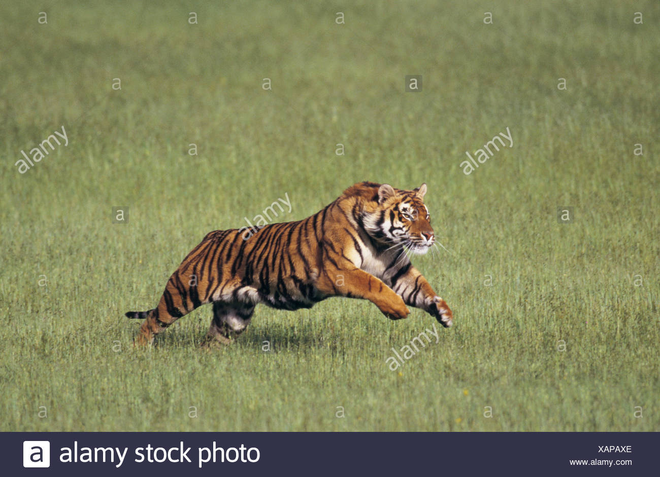 India Tiger Bengal Running High Resolution Stock Photography and Images ...