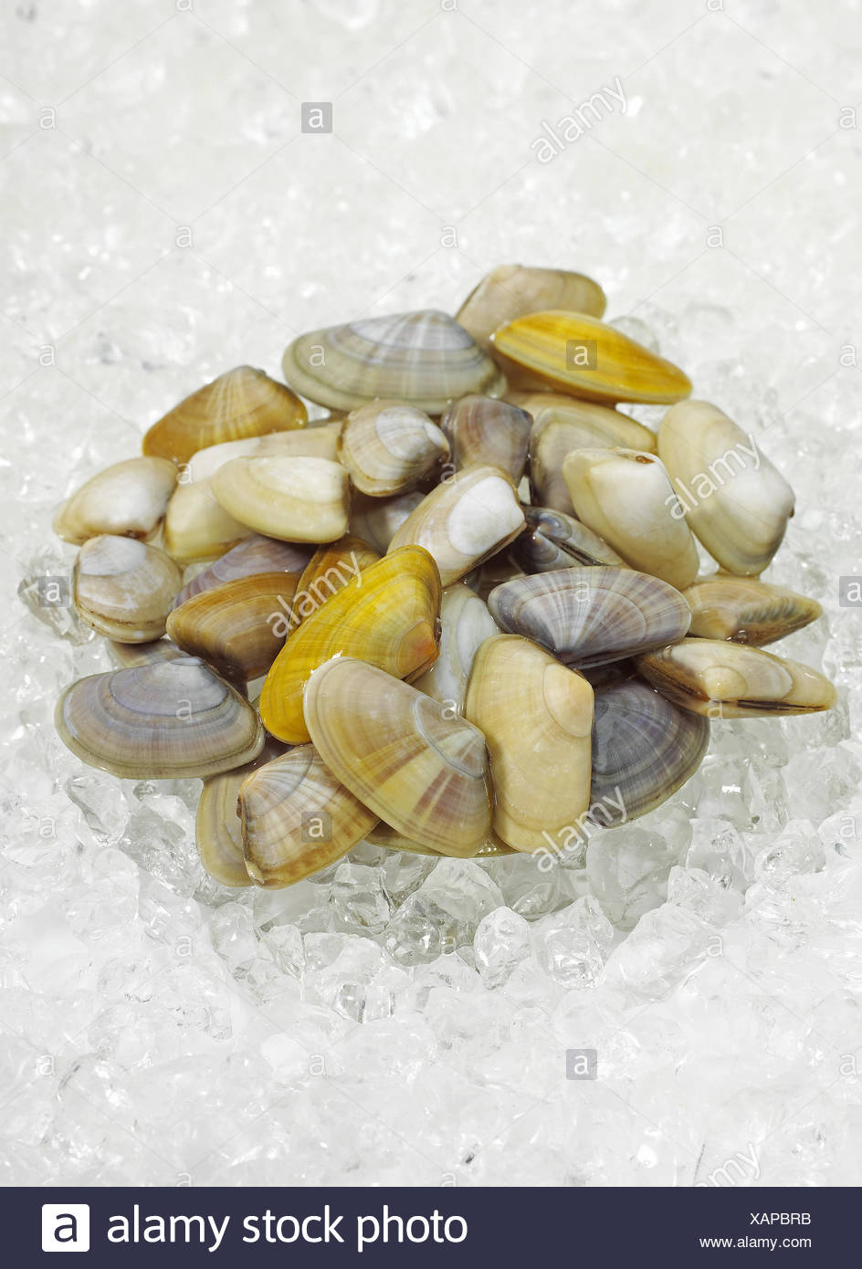 Wedge Shell High Resolution Stock Photography and Images - Alamy