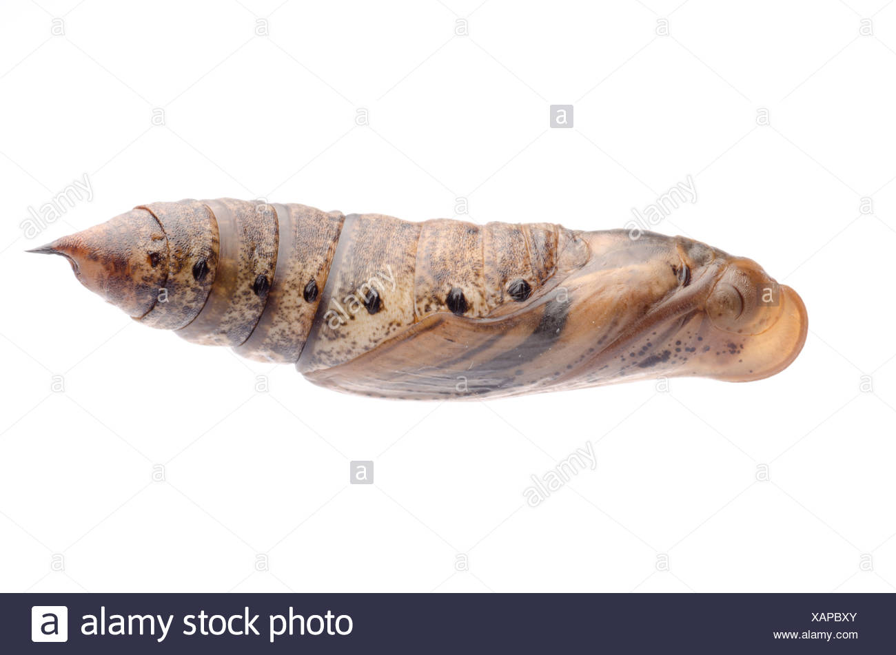Moth Cocoon High Resolution Stock Photography and Images - Alamy