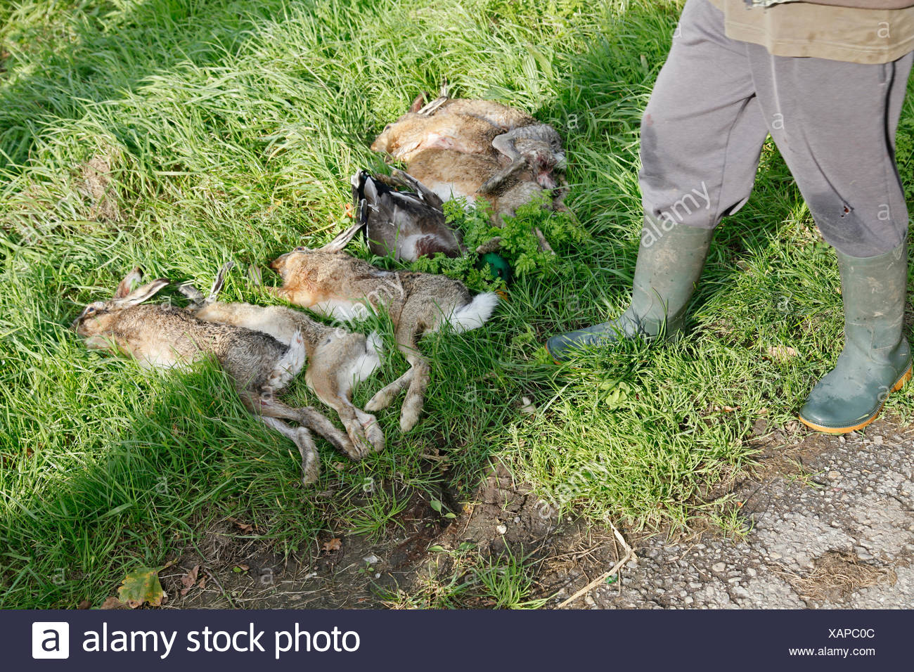 Hare Hunt Shoot High Resolution Stock Photography and Images - Alamy