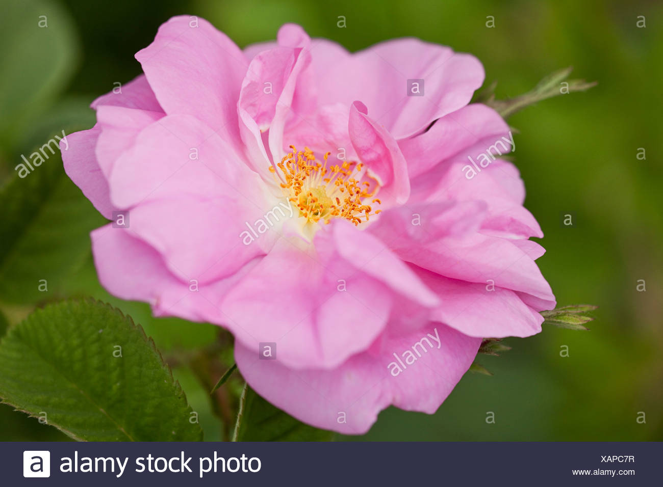 Species Roses High Resolution Stock Photography and Images - Alamy