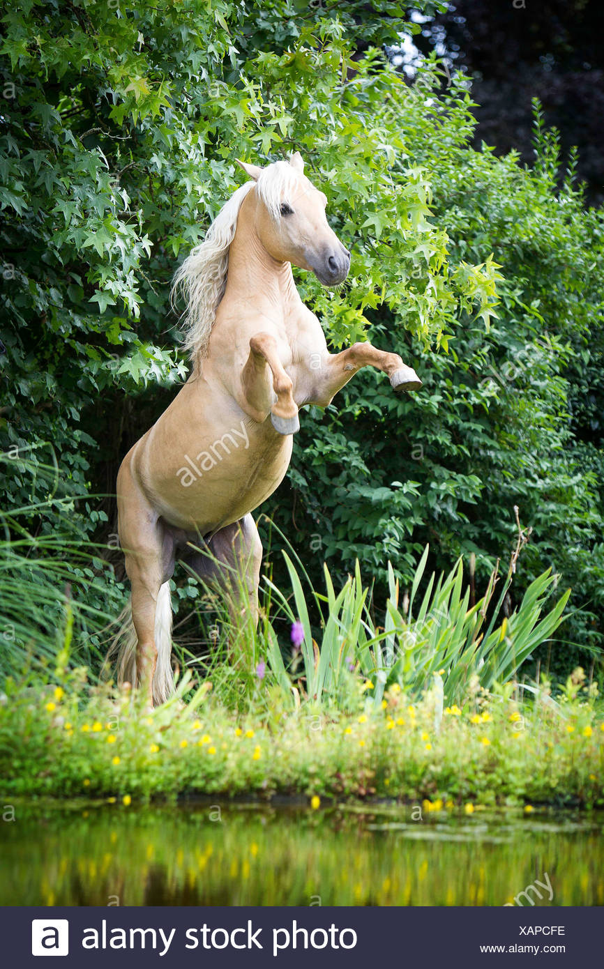 Rearing Horse Palomino High Resolution Stock Photography and Images - Alamy