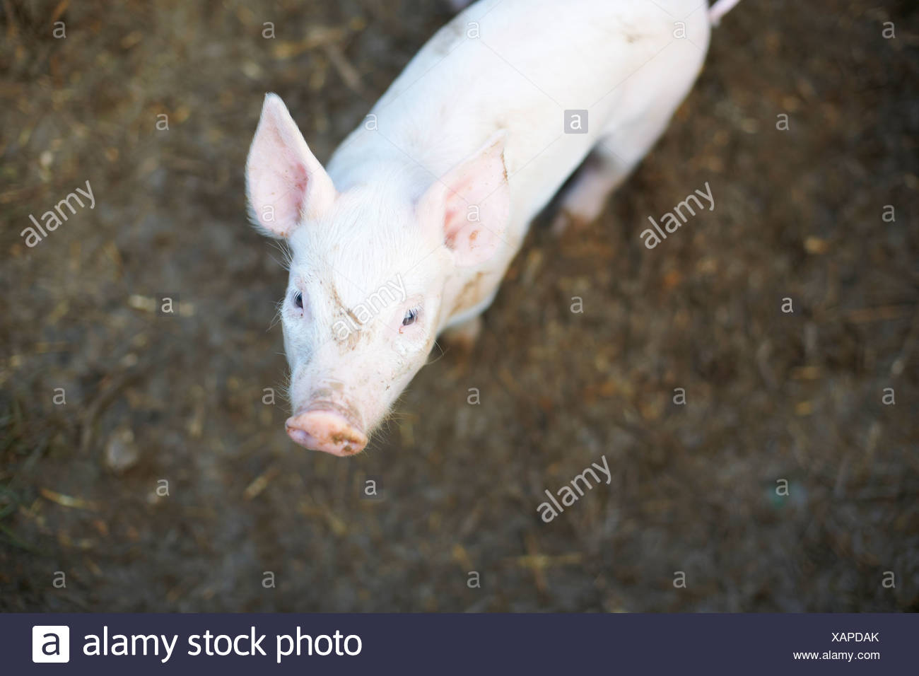 Pig In Field High Resolution Stock Photography and Images - Alamy