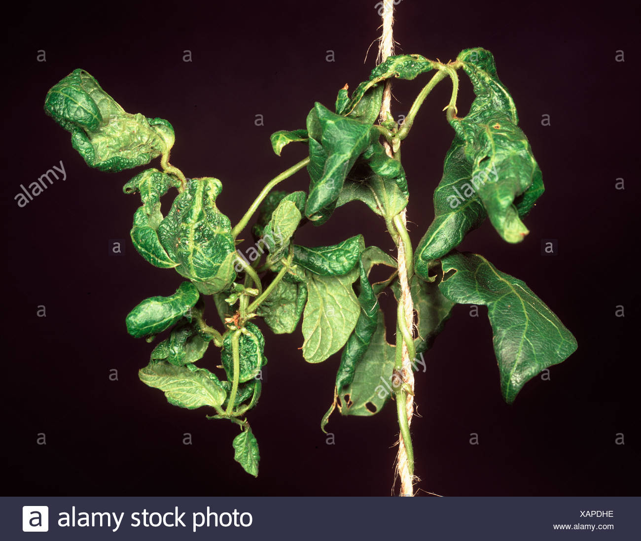 Bean Virus Stock Photos & Bean Virus Stock Images - Alamy