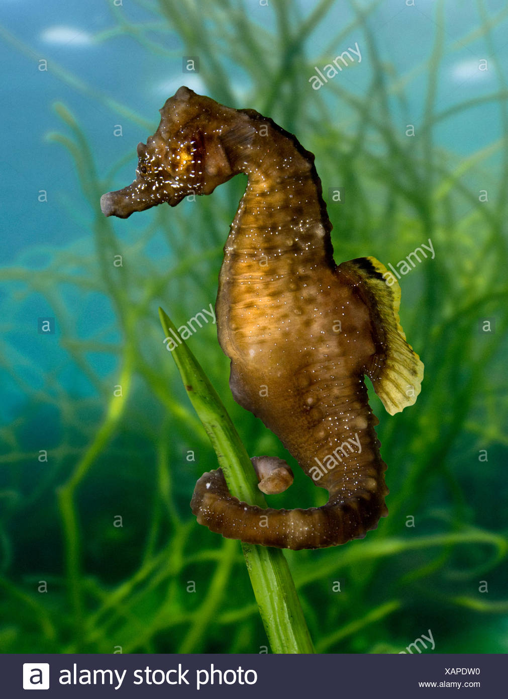 Hippocampus Hippocampus High Resolution Stock Photography and Images ...