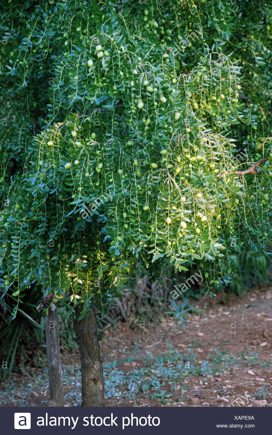 Zizyphus Zizyphus High Resolution Stock Photography and Images - Alamy